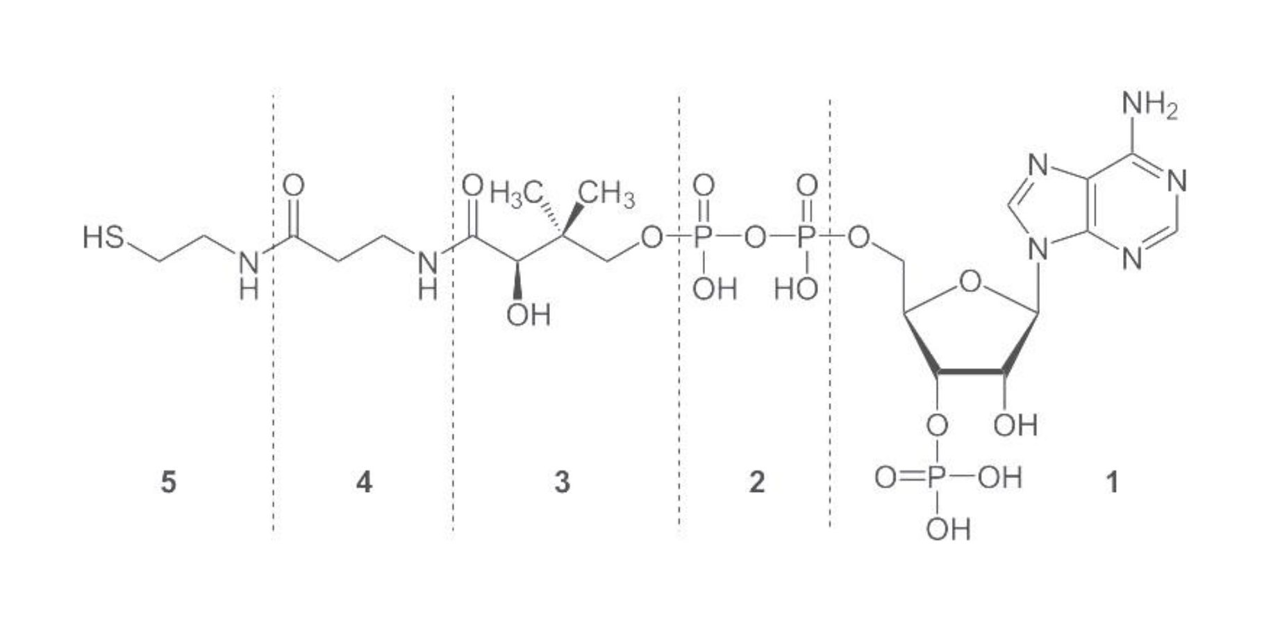 Coenzyme A, free acid: for vitro diagnostic - GeneON BioScience
