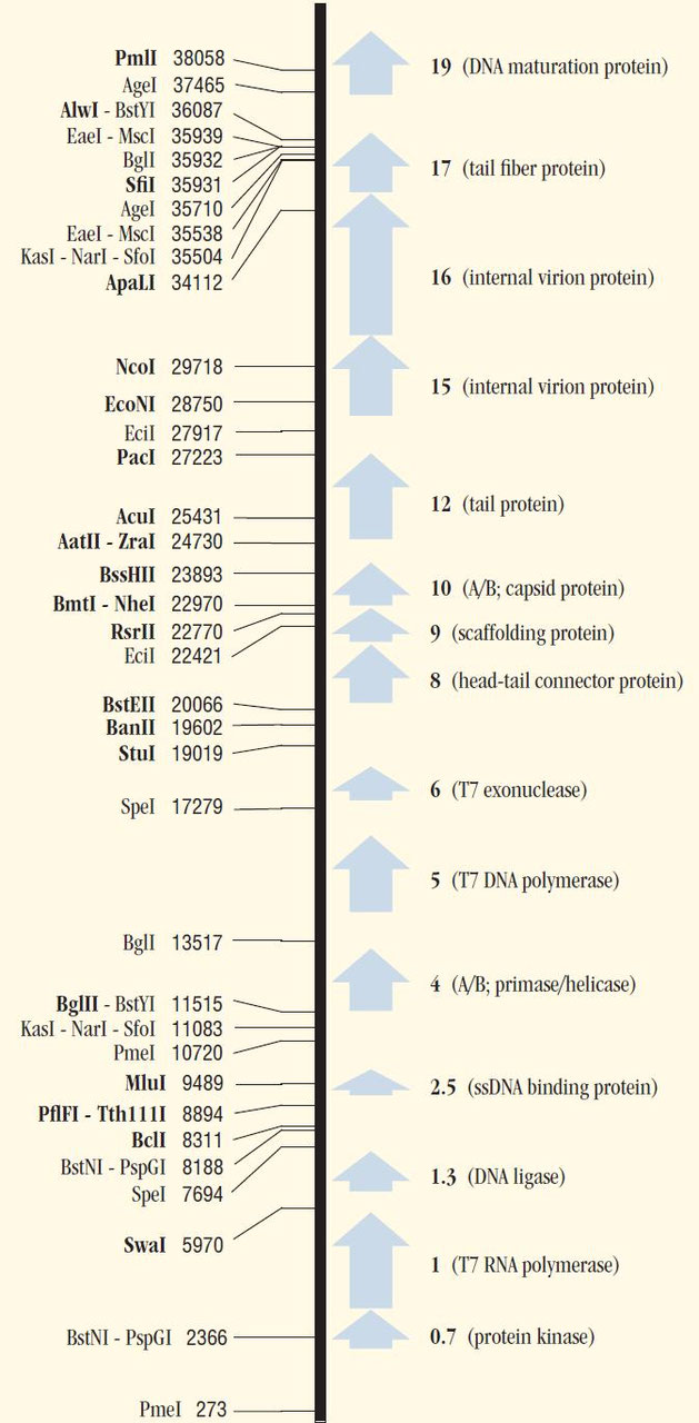 T 7 phage DNA - individually DNA weight standards - GeneON BioScience