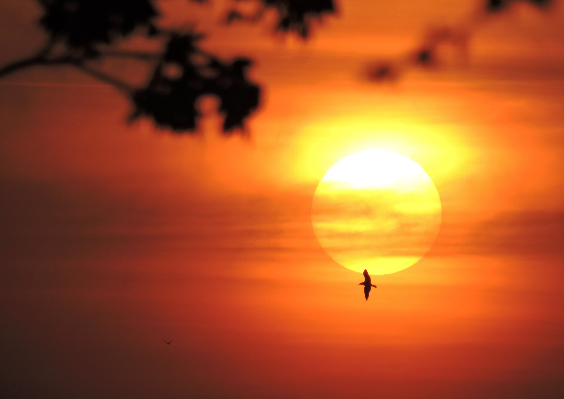 Pack of 5 gift cards - Sunrise Set #1 - Photography by Nigel Cameron