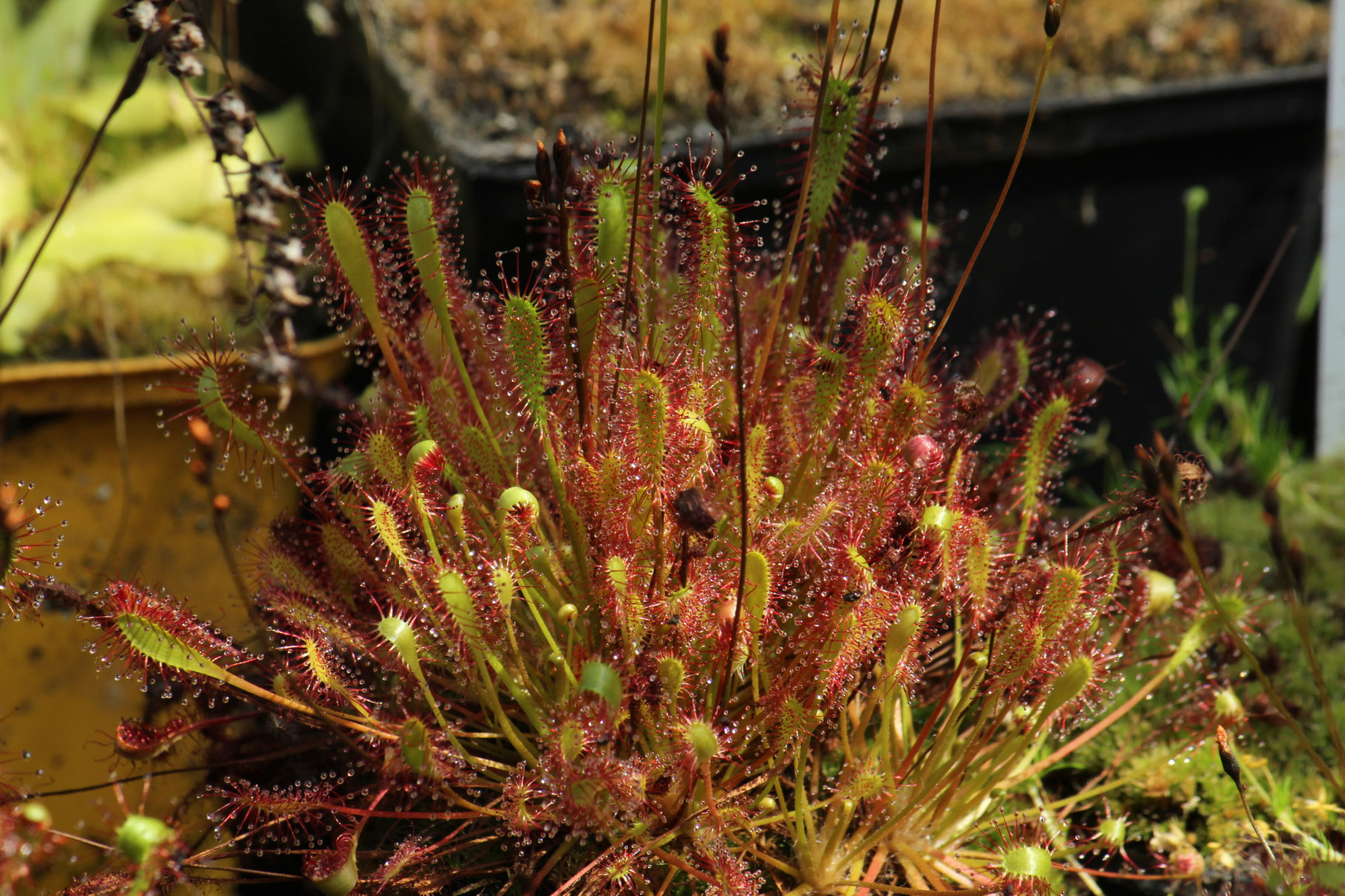 Drosera anglica photos