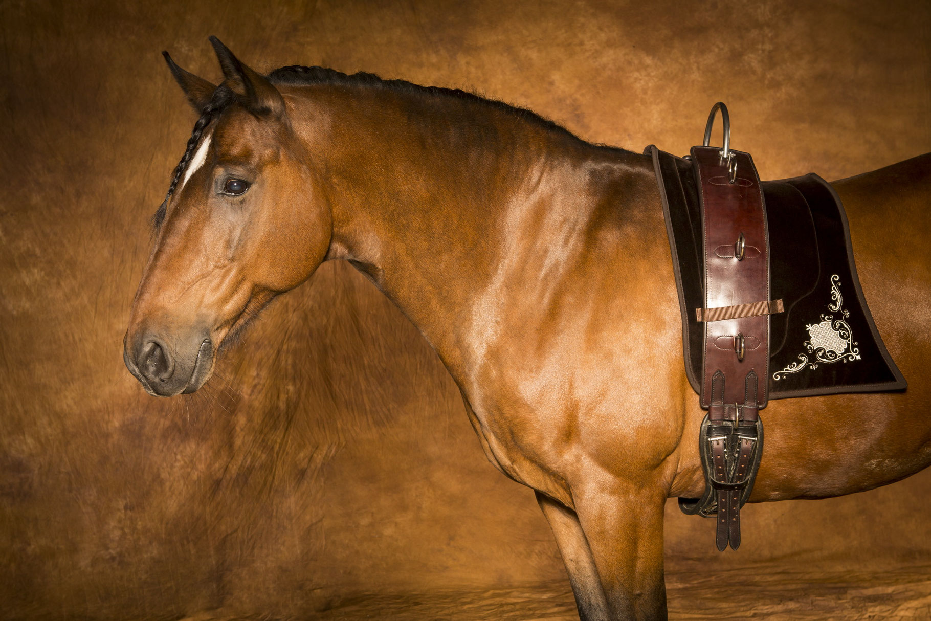 Longier- und Langzügelarbeit - hofsattlers Webseite!