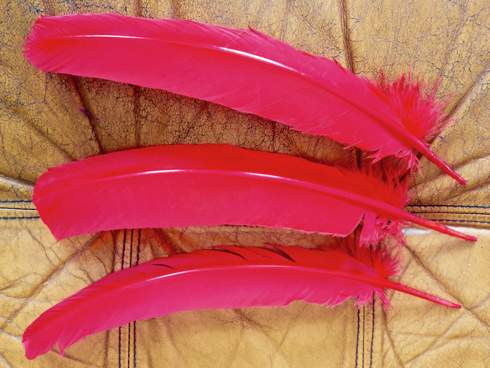 Plumes d'oie (Plumes d'indien) - Banro Bastel-Discount