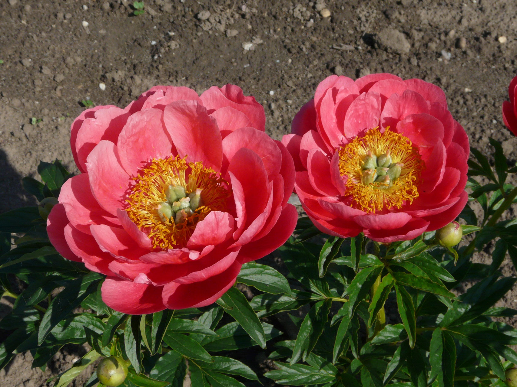 Coral Magic - Gießler Päonien Kulturen