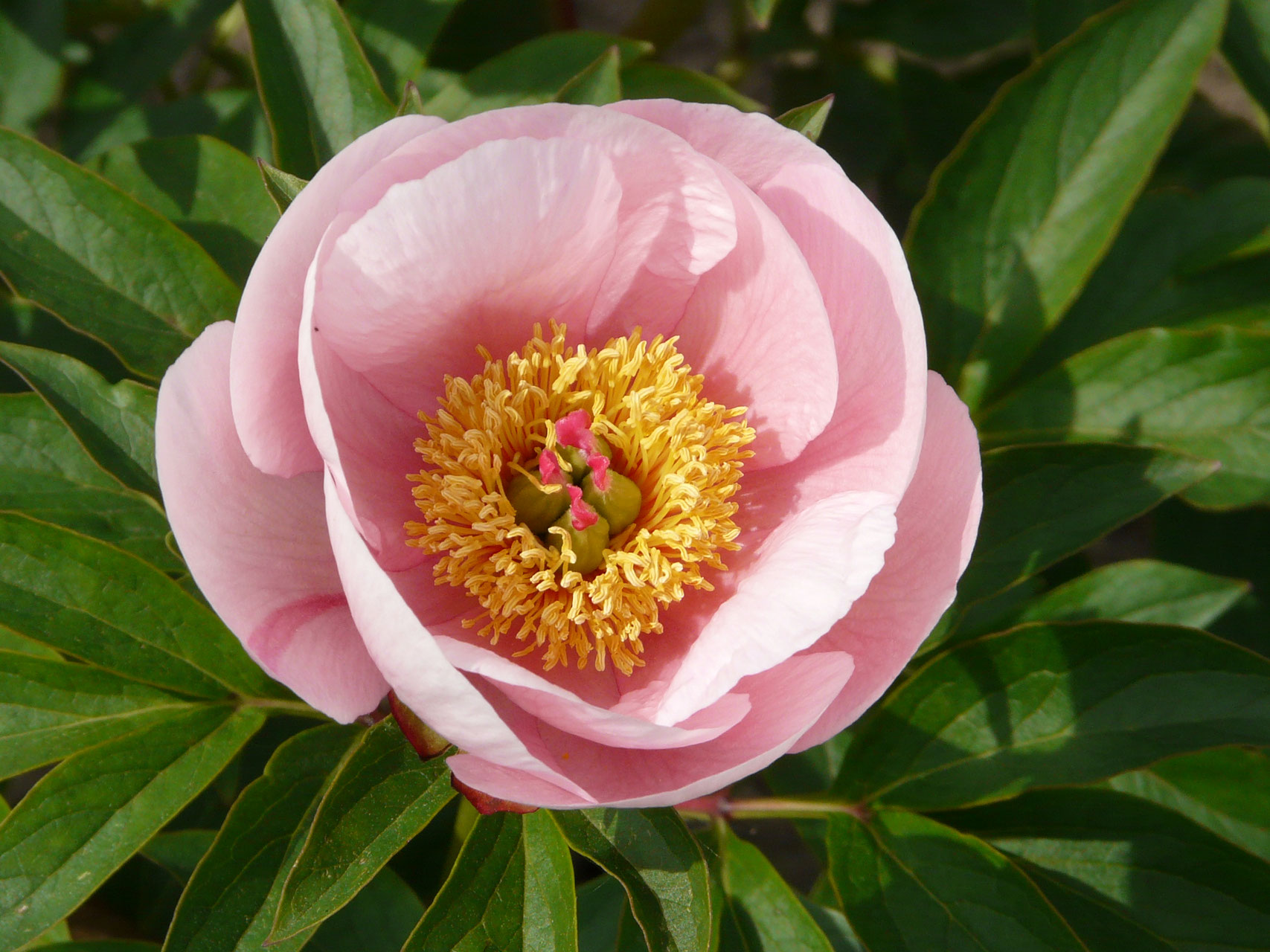 Soft Salmon Saucer - Gießler Päonien Kulturen