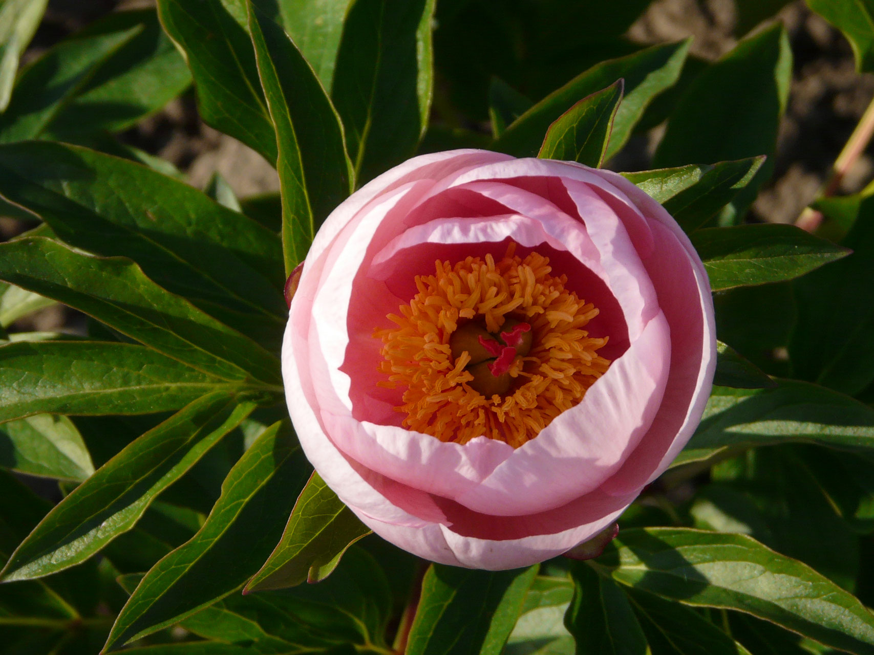 Soft Salmon Saucer - Gießler Päonien Kulturen