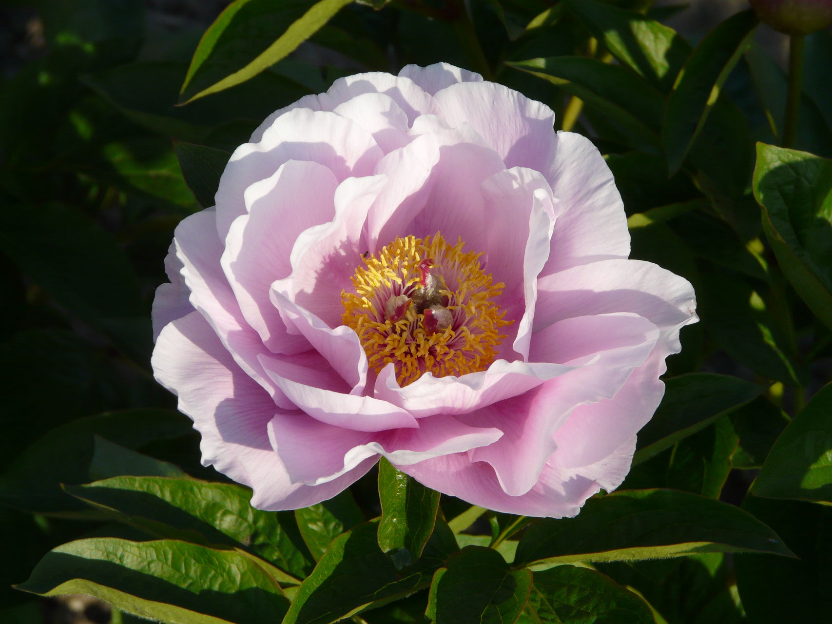 May Lilac - Gießler Päonien Kulturen