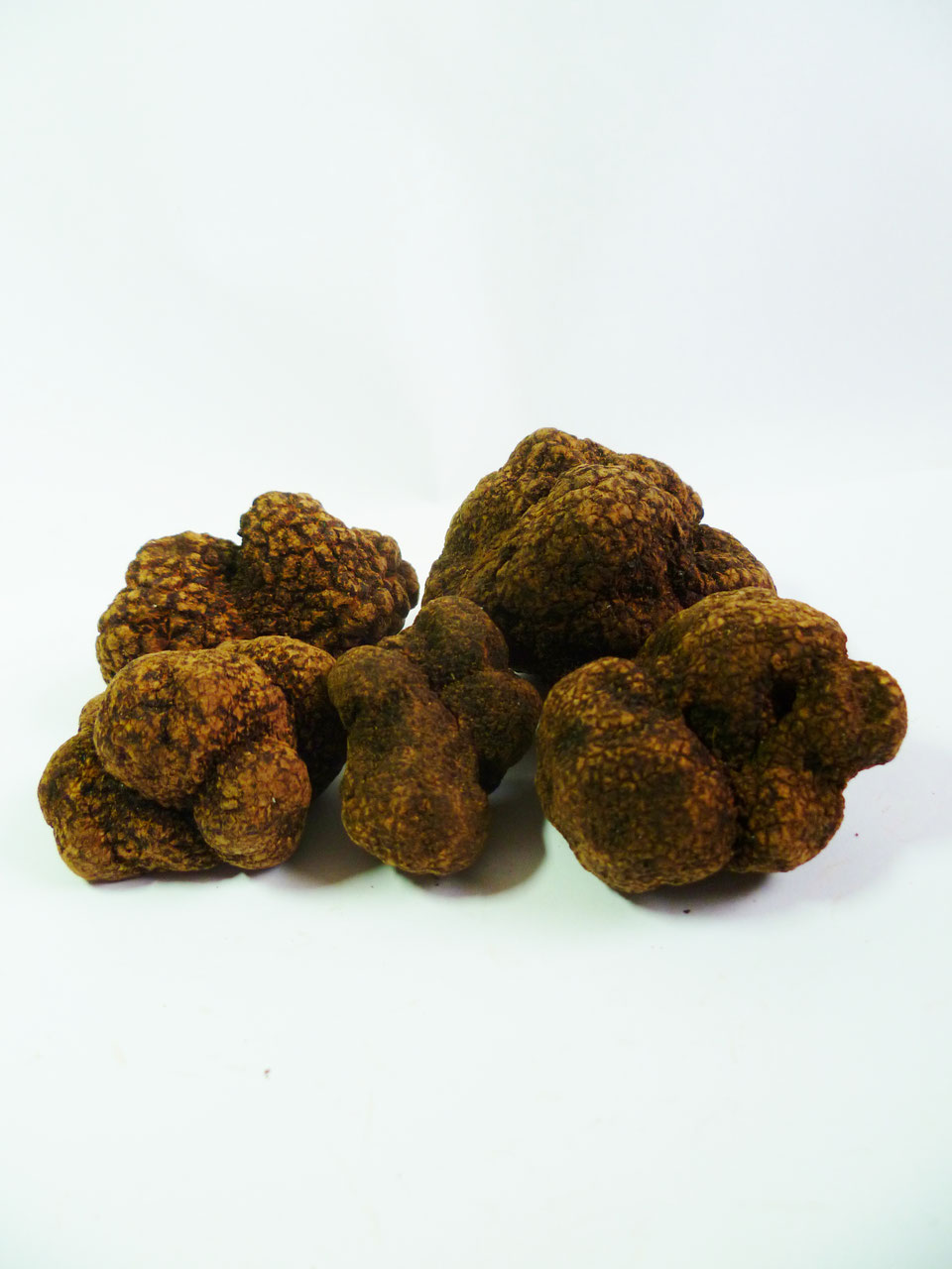 Frische Tuber Indicum ganze Knollen - waldmanns-trueffel-und-fes Webseite!