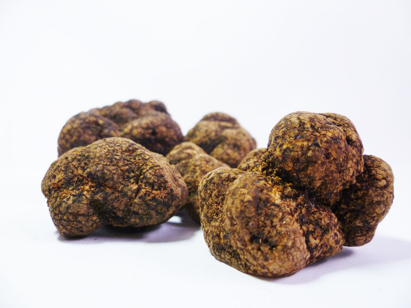 Frische Tuber Indicum ganze Knollen - waldmanns-trueffel-und-fes Webseite!