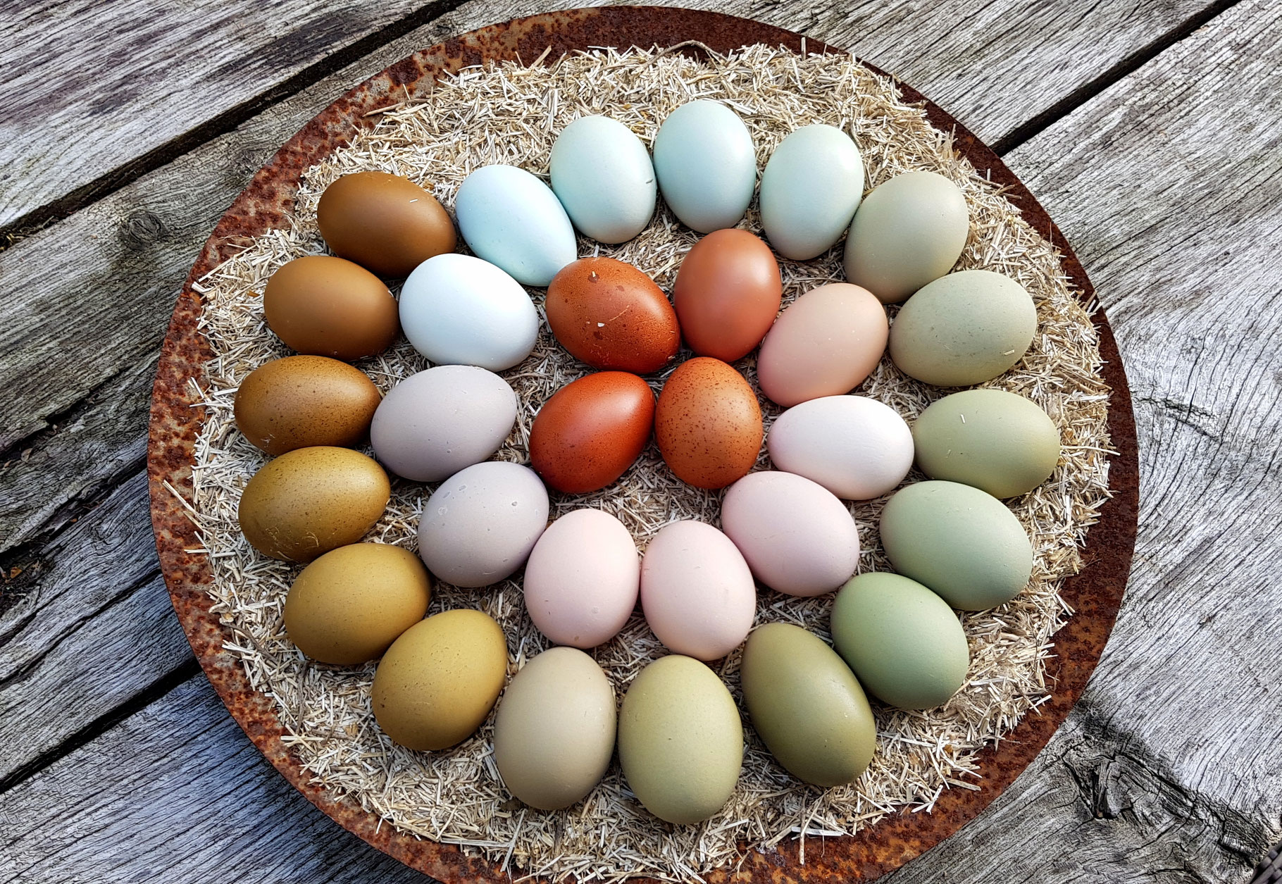 Cocky Locky Farm - Eierladen - Naturbunte Eier von alten Hühnerrassen