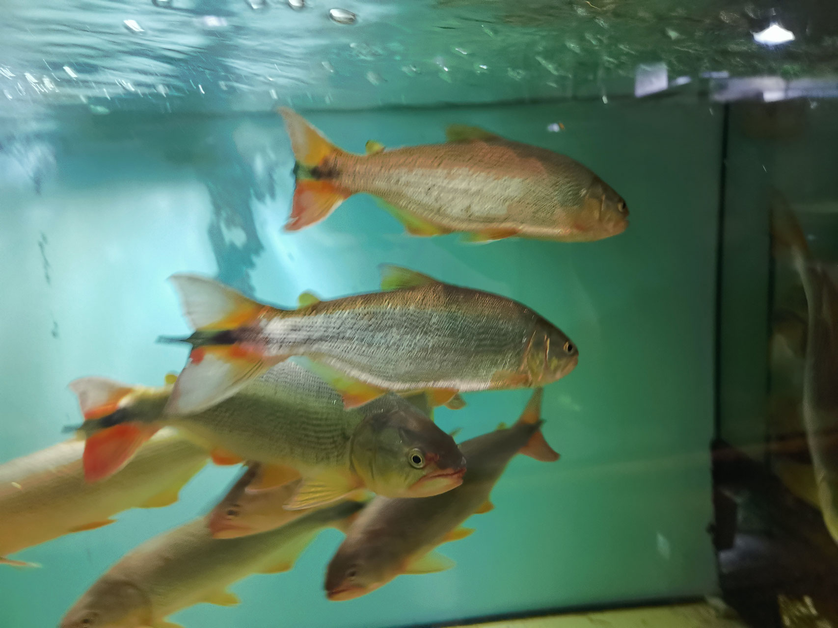Salminus Brasiliensis, Salminus maxillosus, Golden Dorado (Dourado ...