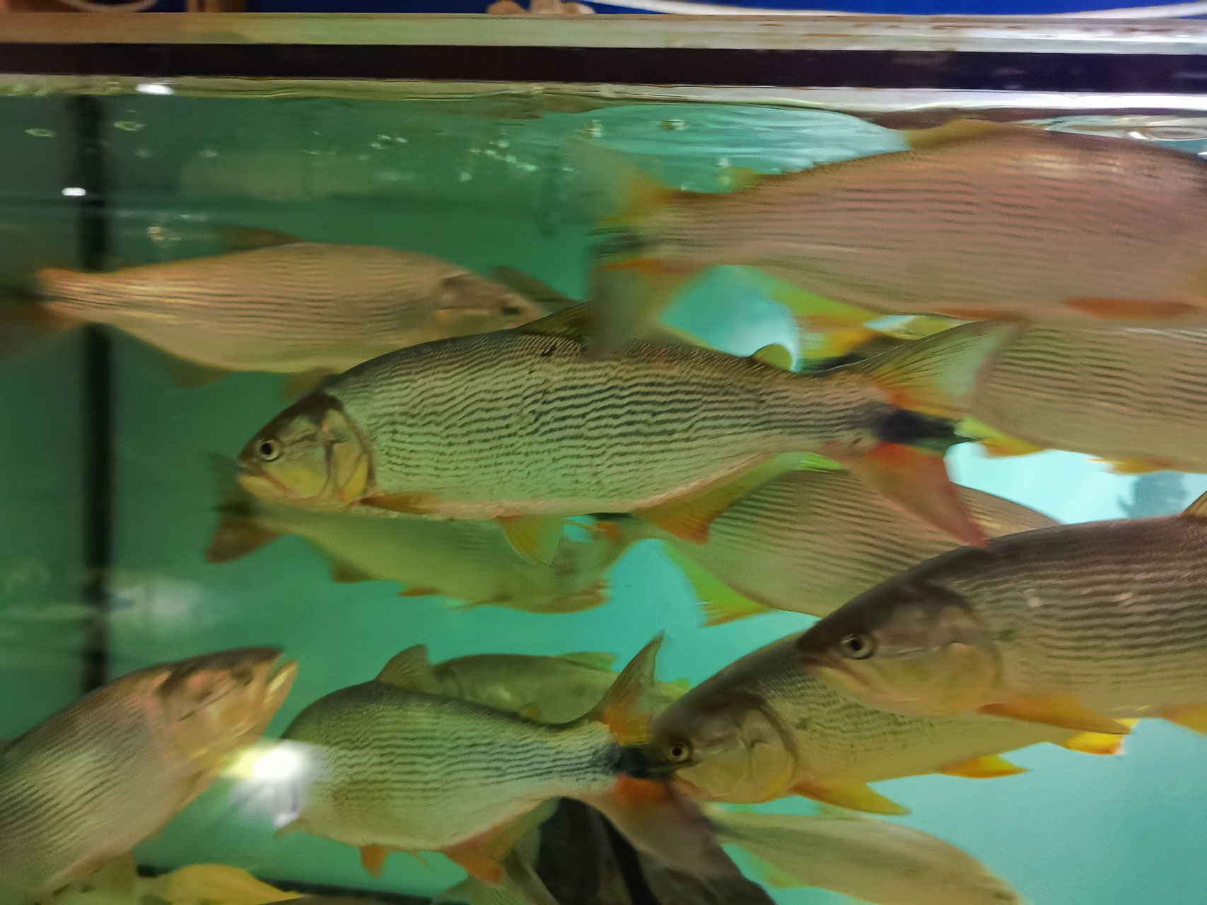 Salminus Brasiliensis, Salminus maxillosus, Golden Dorado (Dourado ...