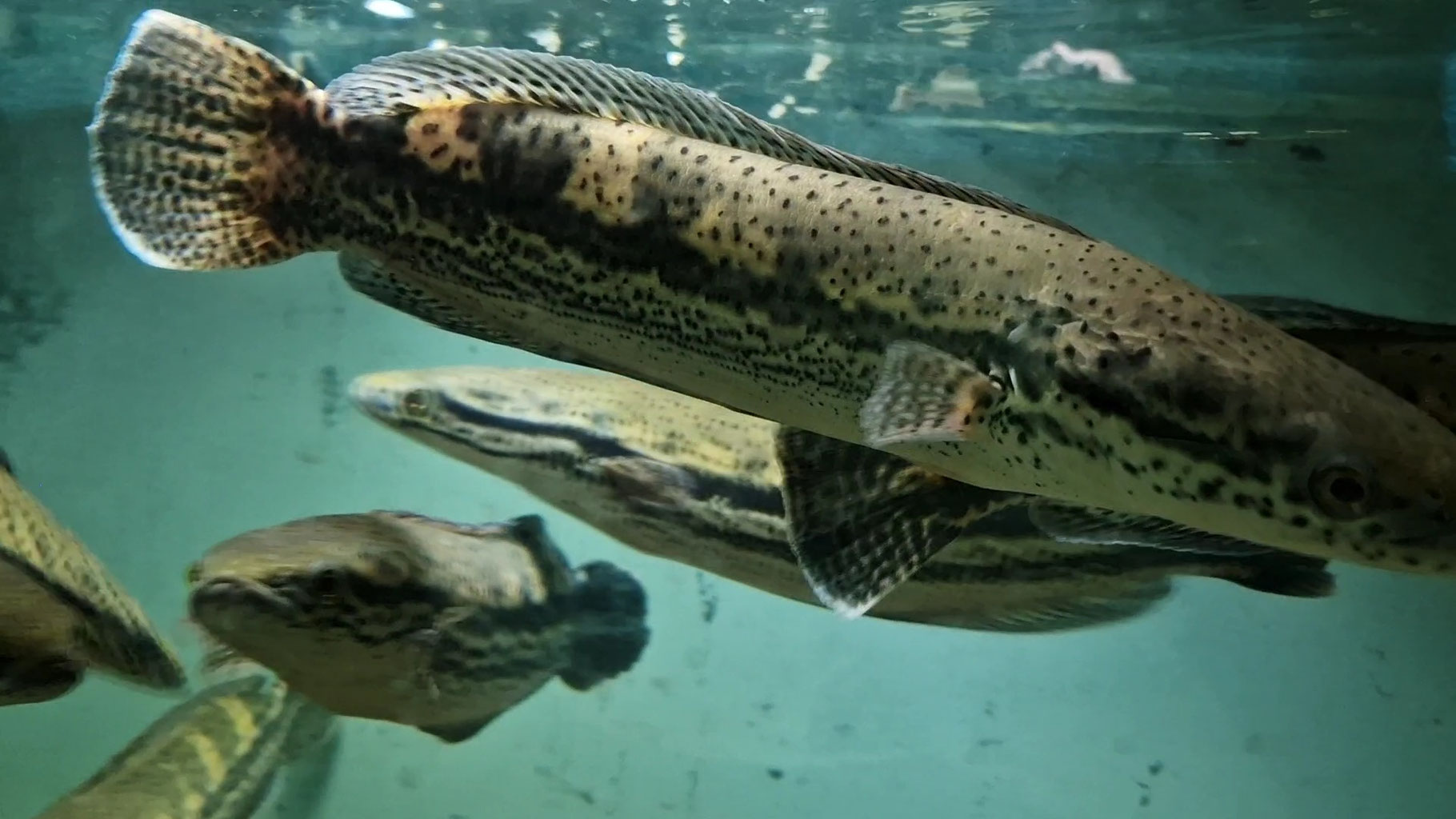 Channa diplogramma, Malabar Snakehead - Shop-Zierfische-Komnino.de