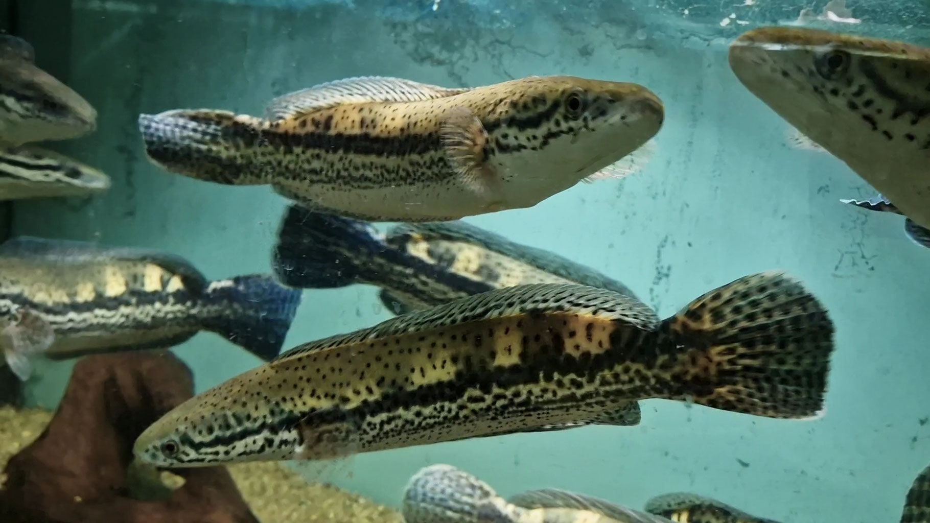 Channa diplogramma, Malabar Snakehead - Shop-Zierfische-Komnino.de