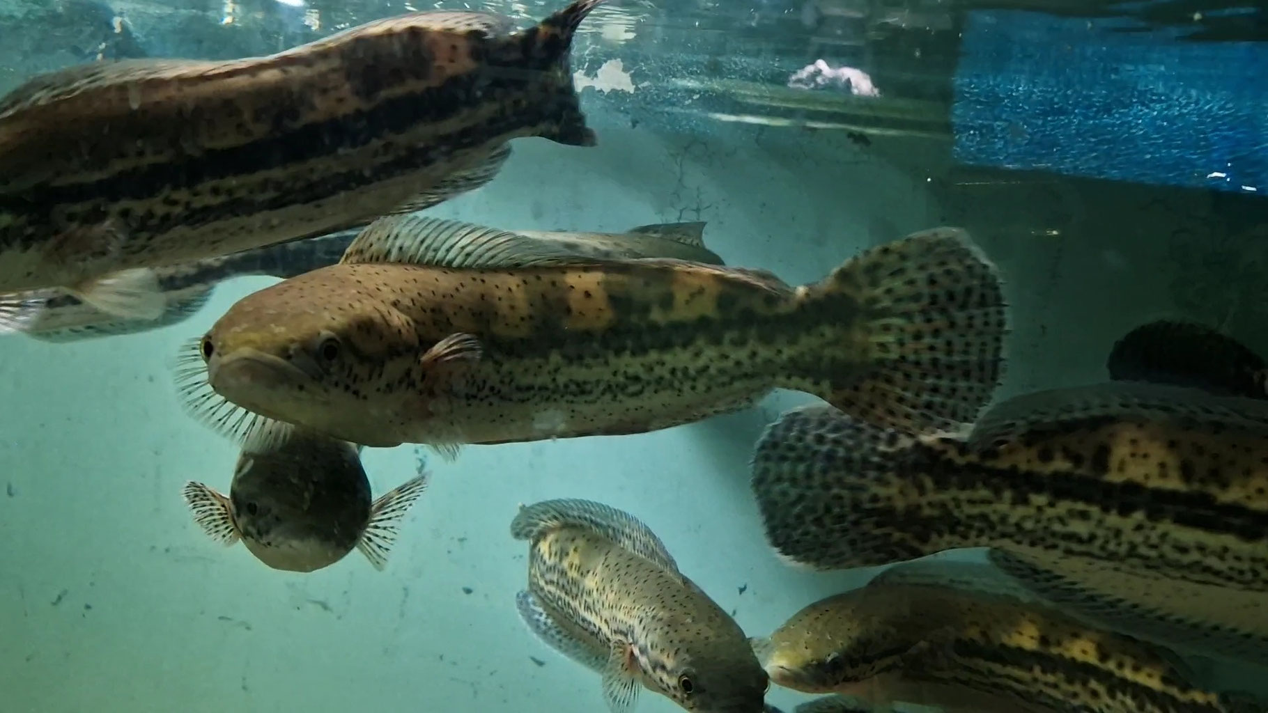 Channa diplogramma, Malabar Snakehead - Shop-Zierfische-Komnino.de