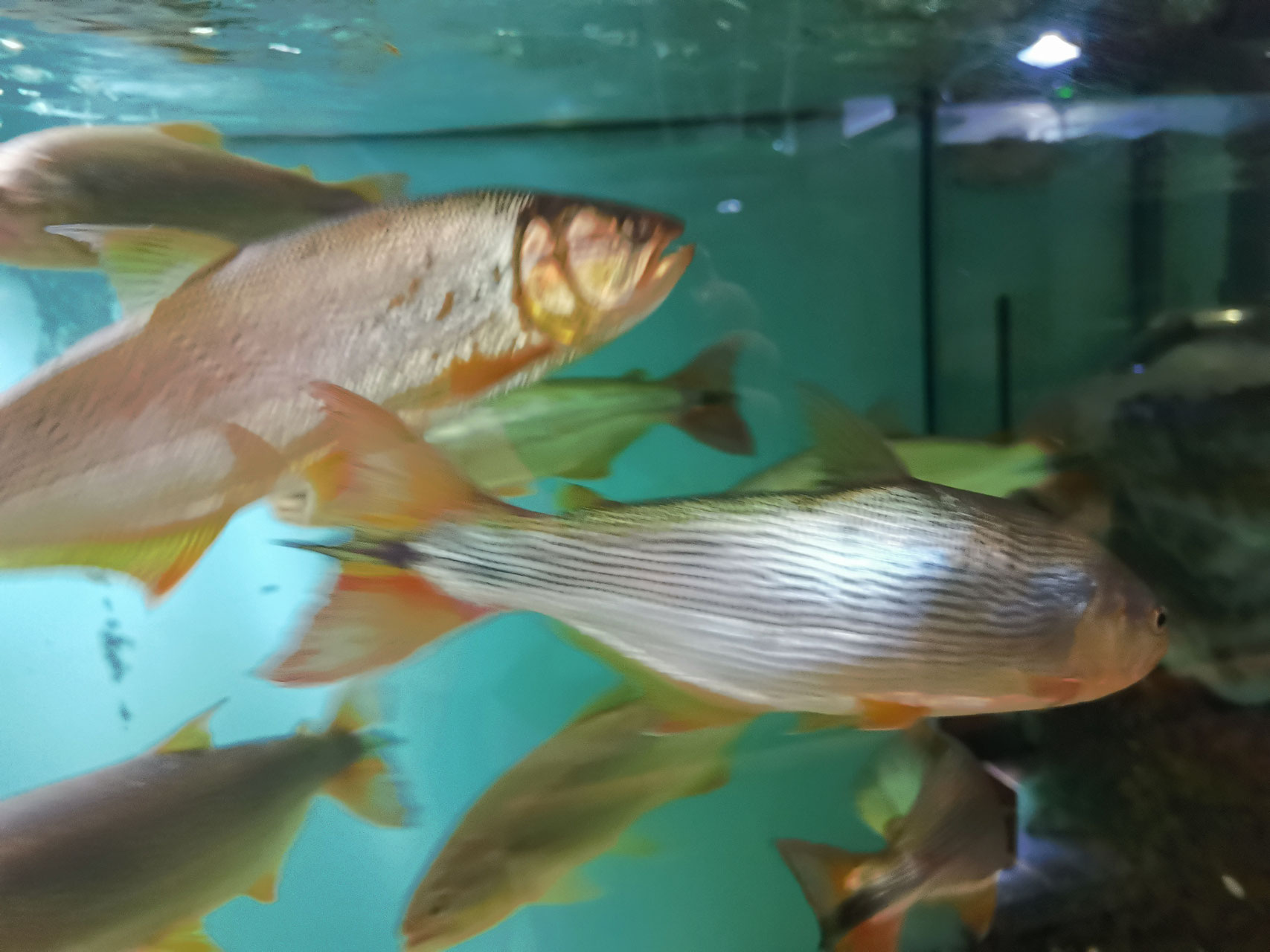 Salminus Brasiliensis, Salminus maxillosus, Golden Dorado (Dourado ...