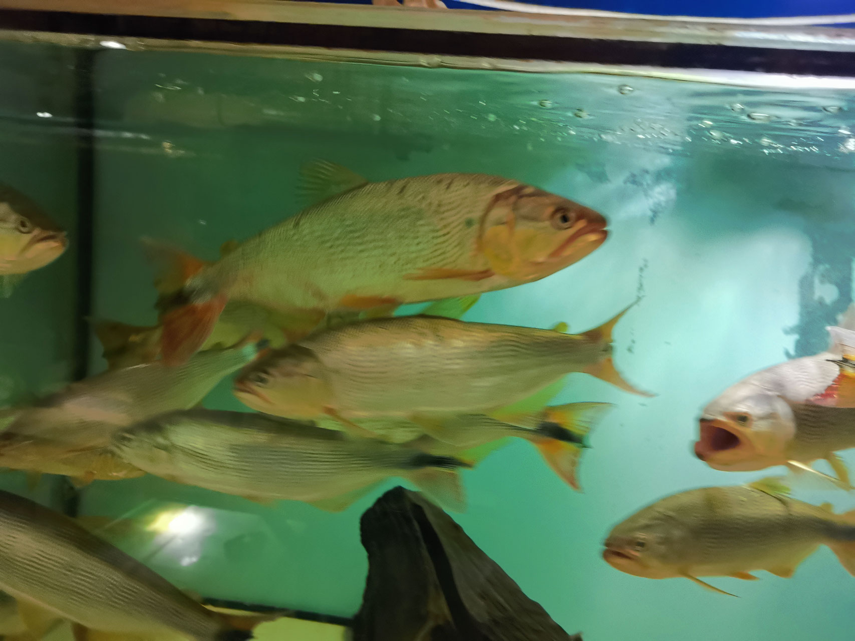 Salminus Brasiliensis, Salminus maxillosus, Golden Dorado (Dourado ...