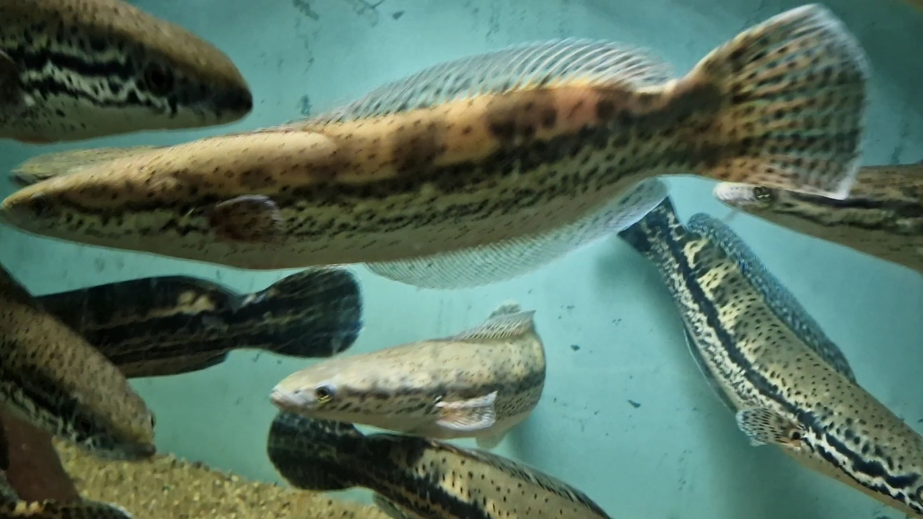 Channa diplogramma, Malabar Snakehead - Shop-Zierfische-Komnino.de