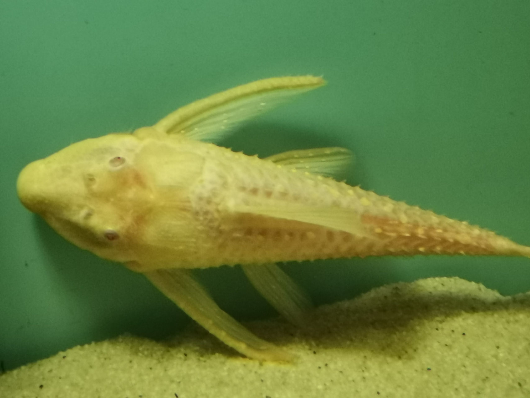 Acanthicus adonis ALBINO, Albino Elfenwels - Shop-Zierfische-Komnino.de