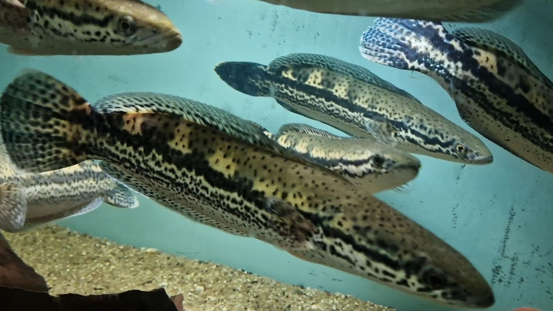 Channa diplogramma, Malabar Snakehead - Shop-Zierfische-Komnino.de