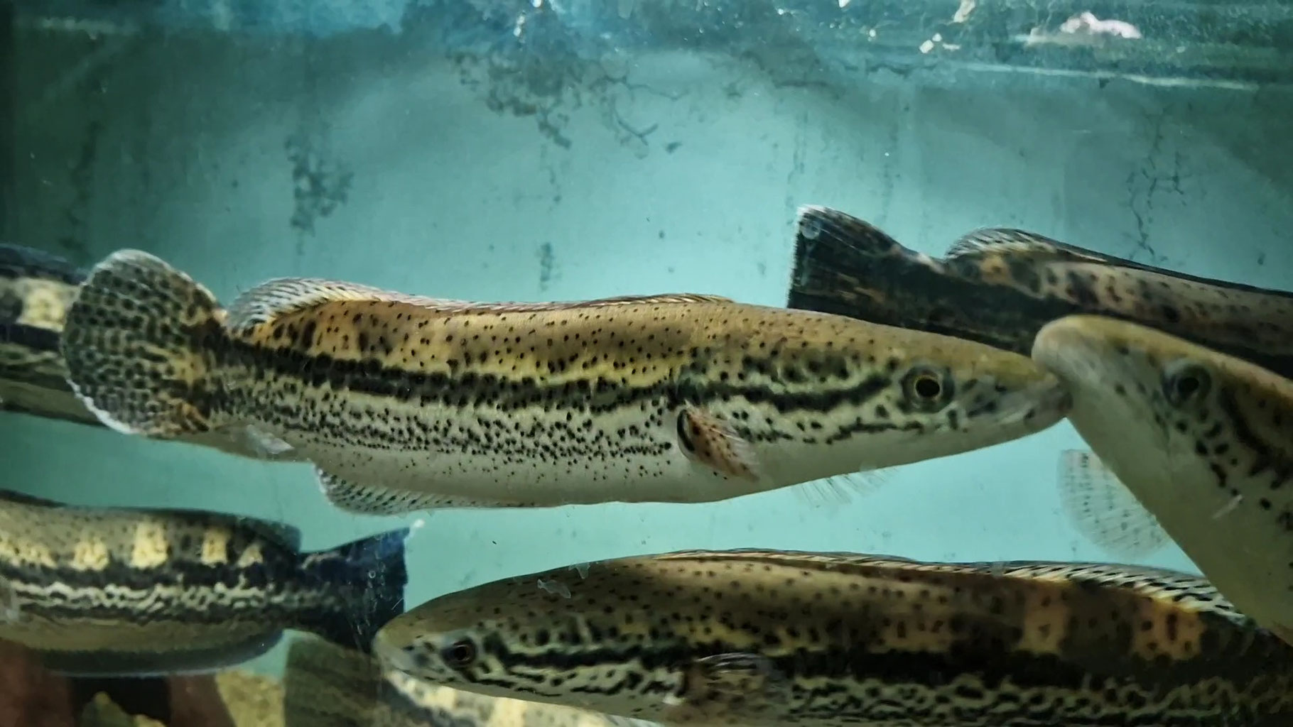 Channa diplogramma, Malabar Snakehead - Shop-Zierfische-Komnino.de