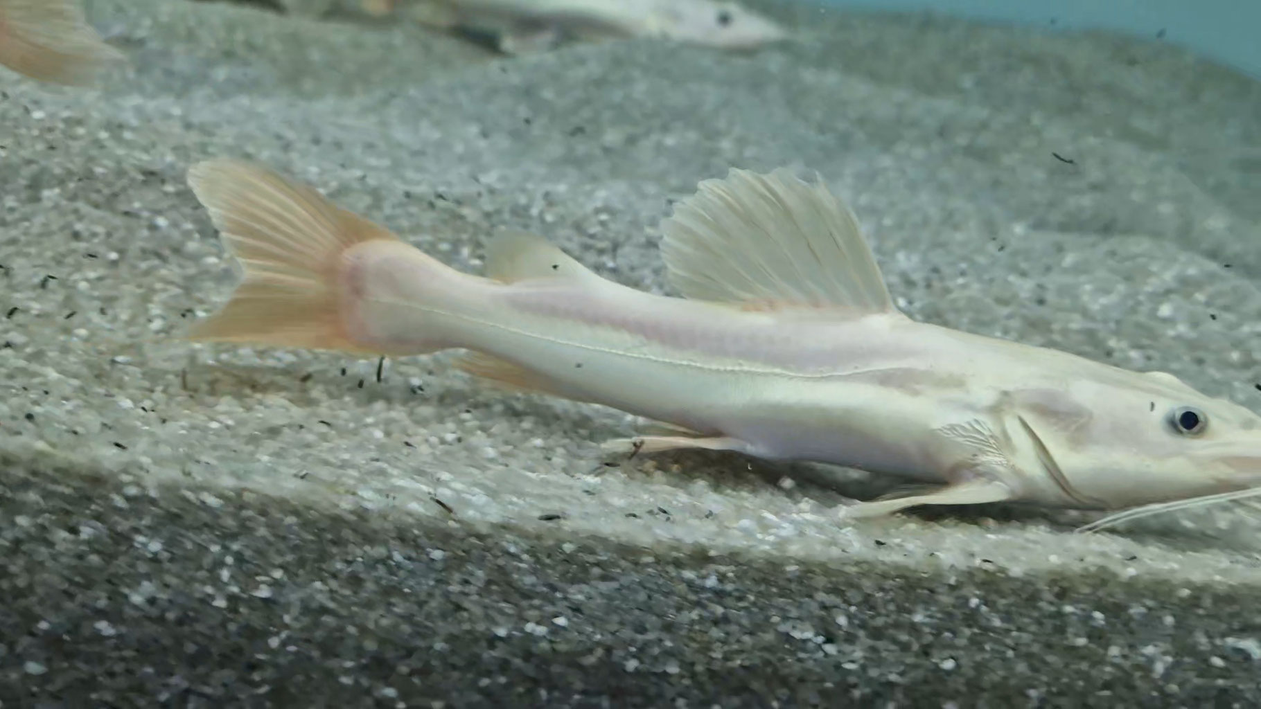 Phractocephalus hemioliopterus Platinum, Platinum Rotflossen ...