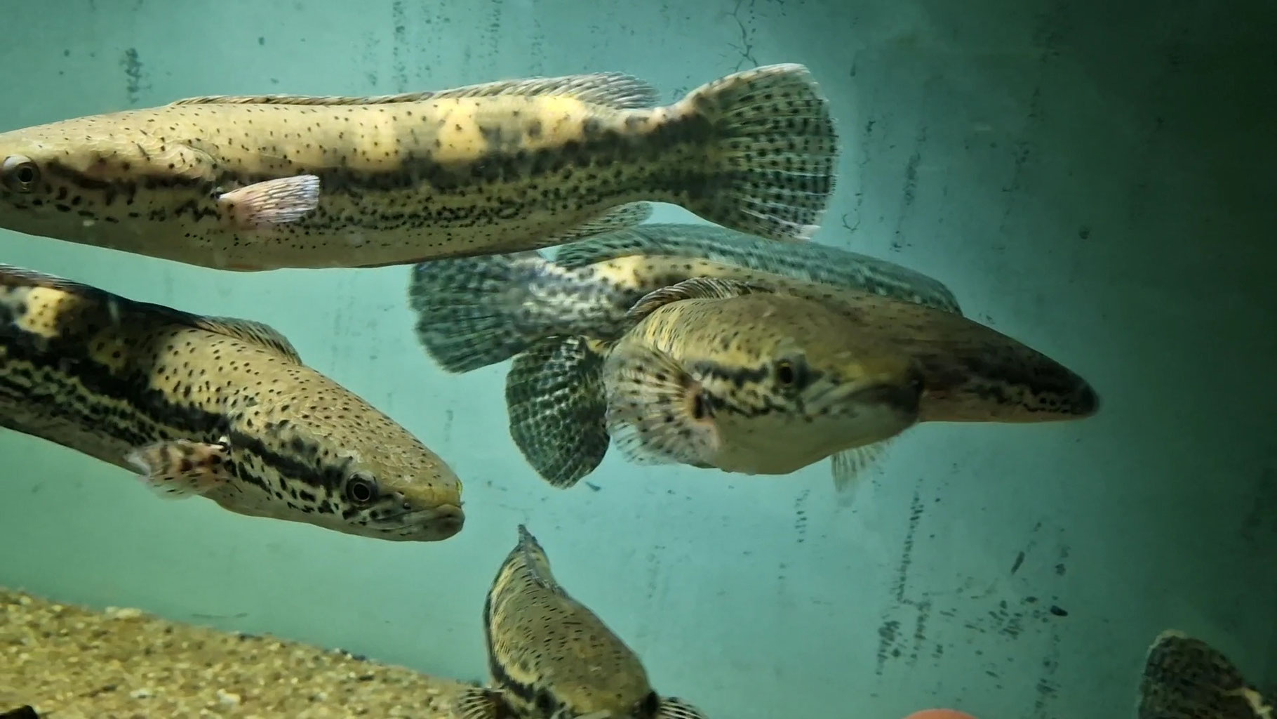 Channa diplogramma, Malabar Snakehead - Shop-Zierfische-Komnino.de