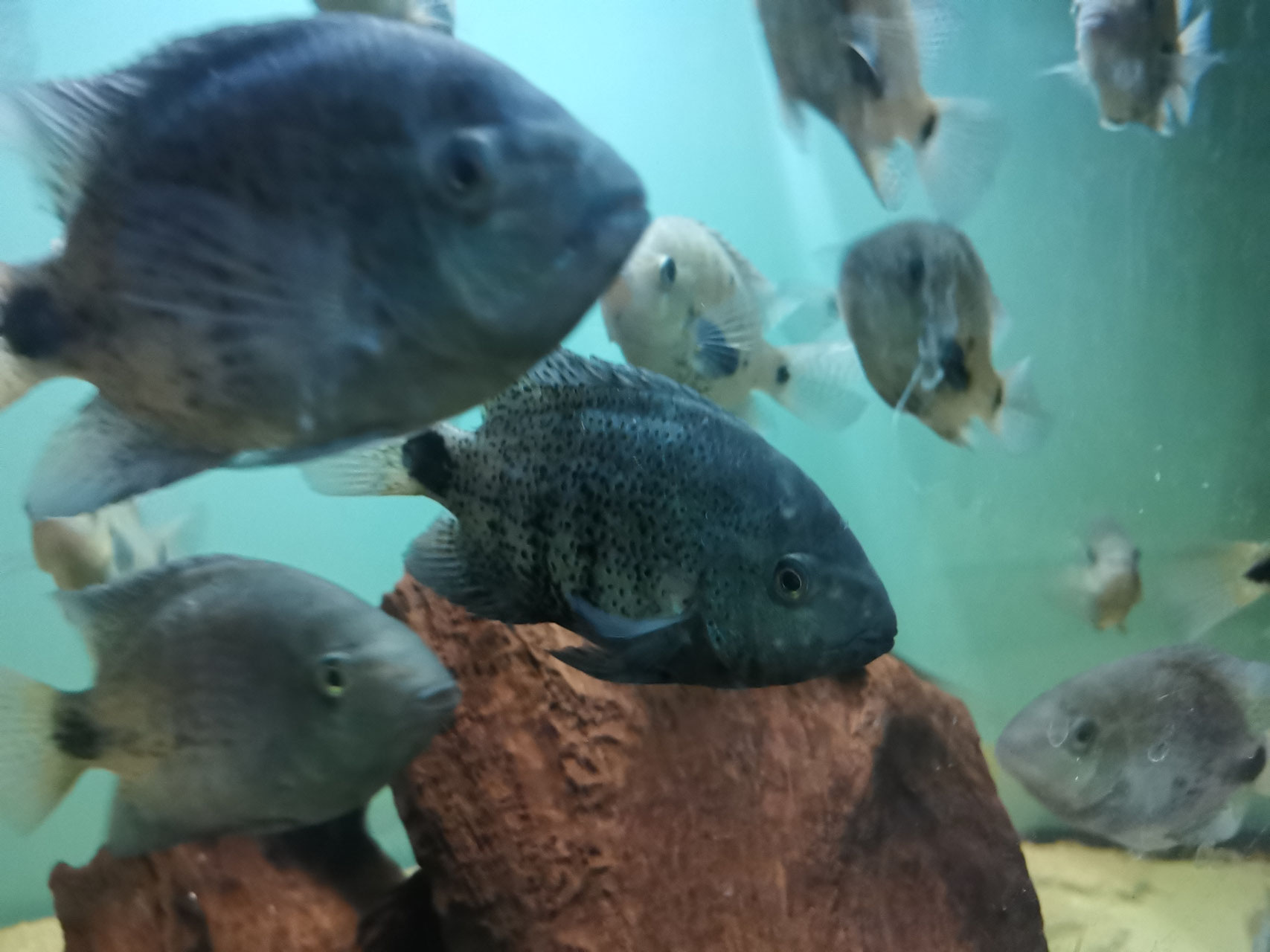 Paraneetroplus o. Vieja maculicauda - Shop-Zierfische-Komnino.de