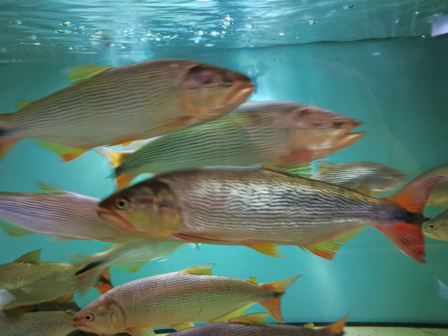 Salminus Brasiliensis, Salminus maxillosus, Golden Dorado (Dourado ...