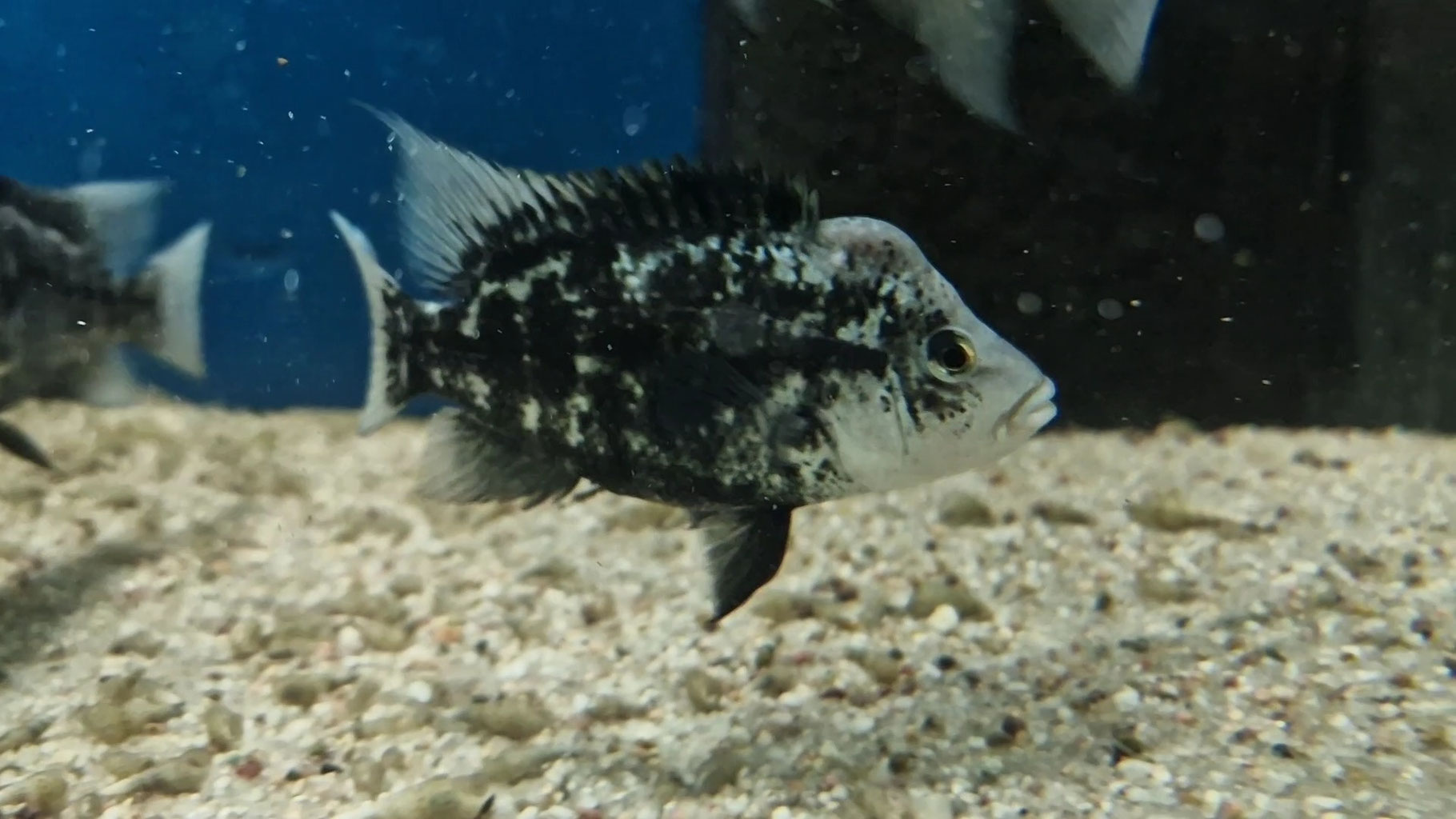 Nandopsis haitiensis, Haiti-Buntbarsch - Shop-Zierfische-Komnino.de