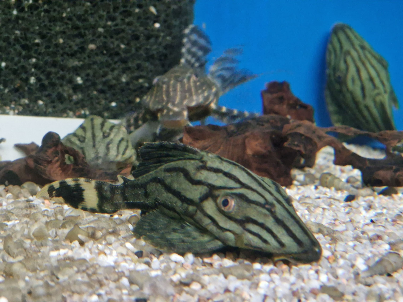 L191 Panaque sp. GREEN TITAN - Shop-Zierfische-Komnino.de