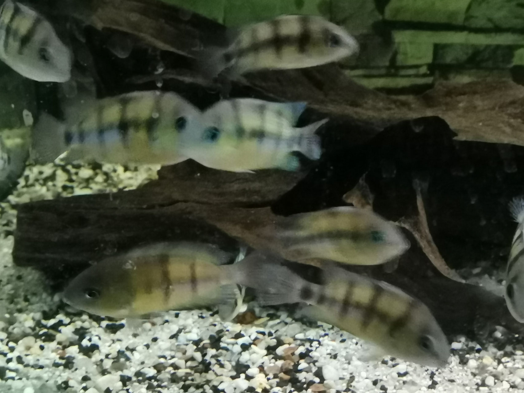 Cryptoheros cutteri, Weinrotflossiger Buntbarsch - Shop-Zierfische ...