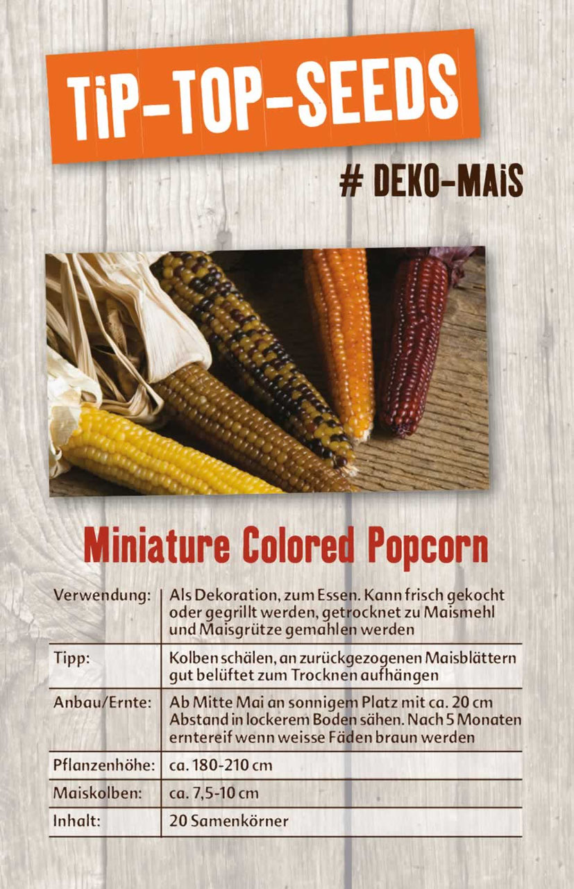 Saatgut Miniature Colored Popcorn - Pumpkin24 Kürbisprodukte