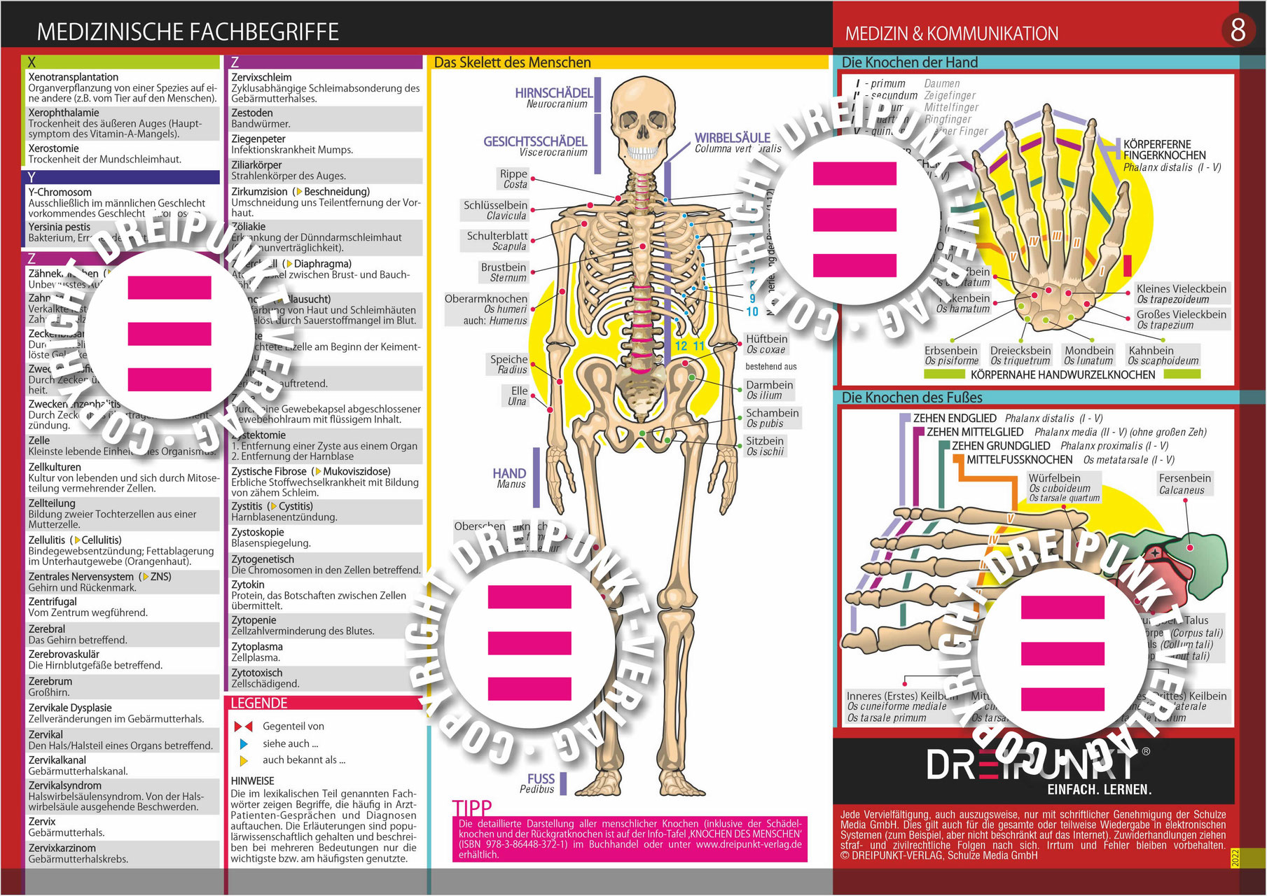 Info-Tafel-Set Medizinische Fachbegriffe - DREIPUNKT®