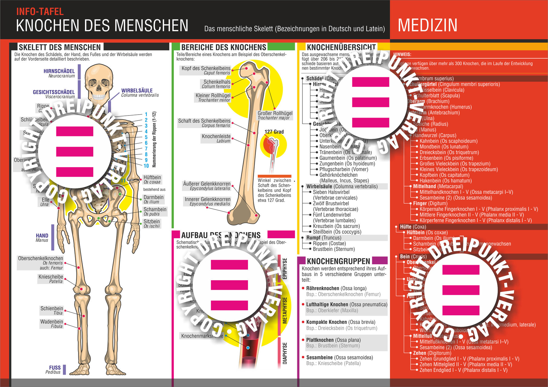 Knochen des Menschen - DREIPUNKT®