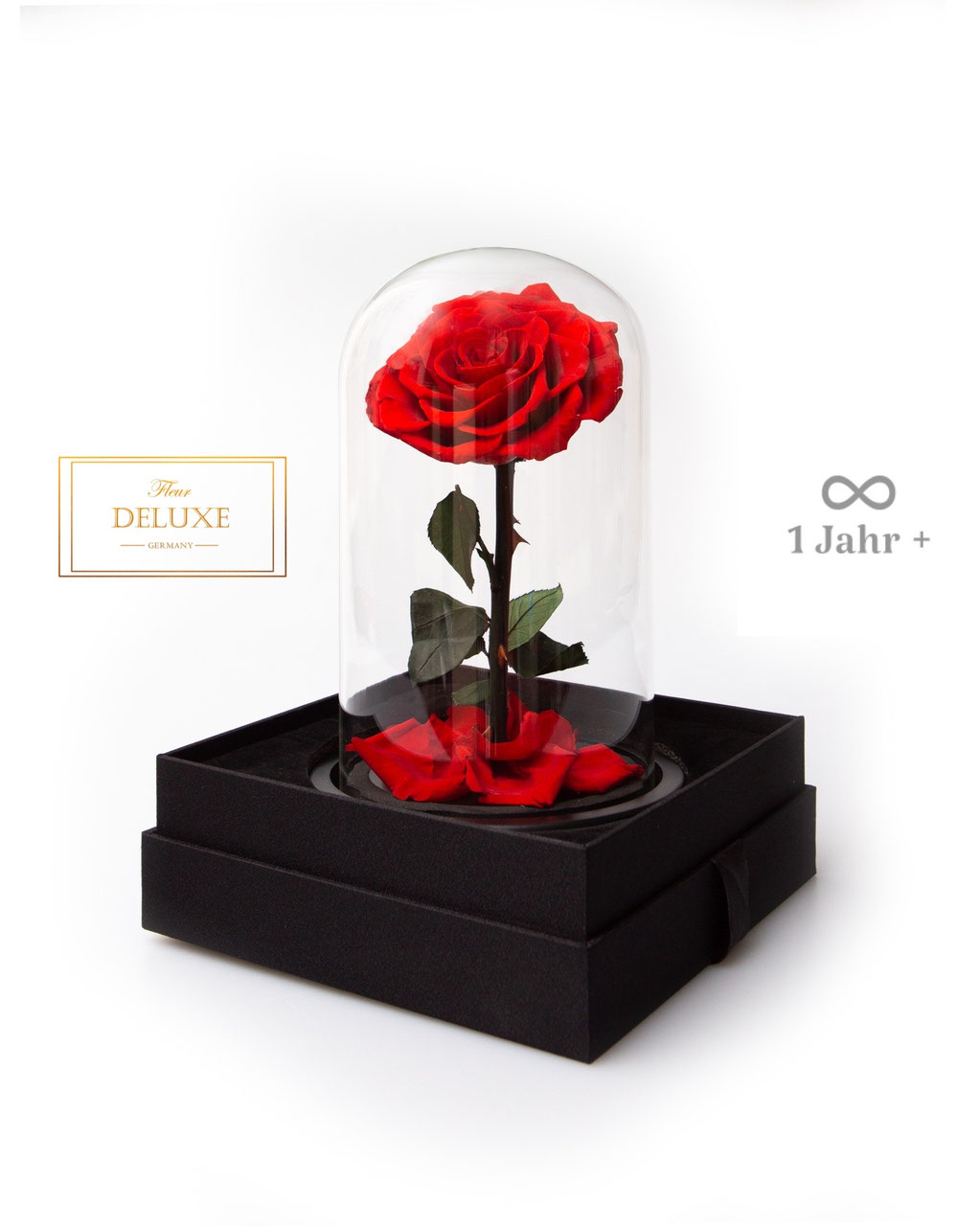 Rose Mit Stielumriss