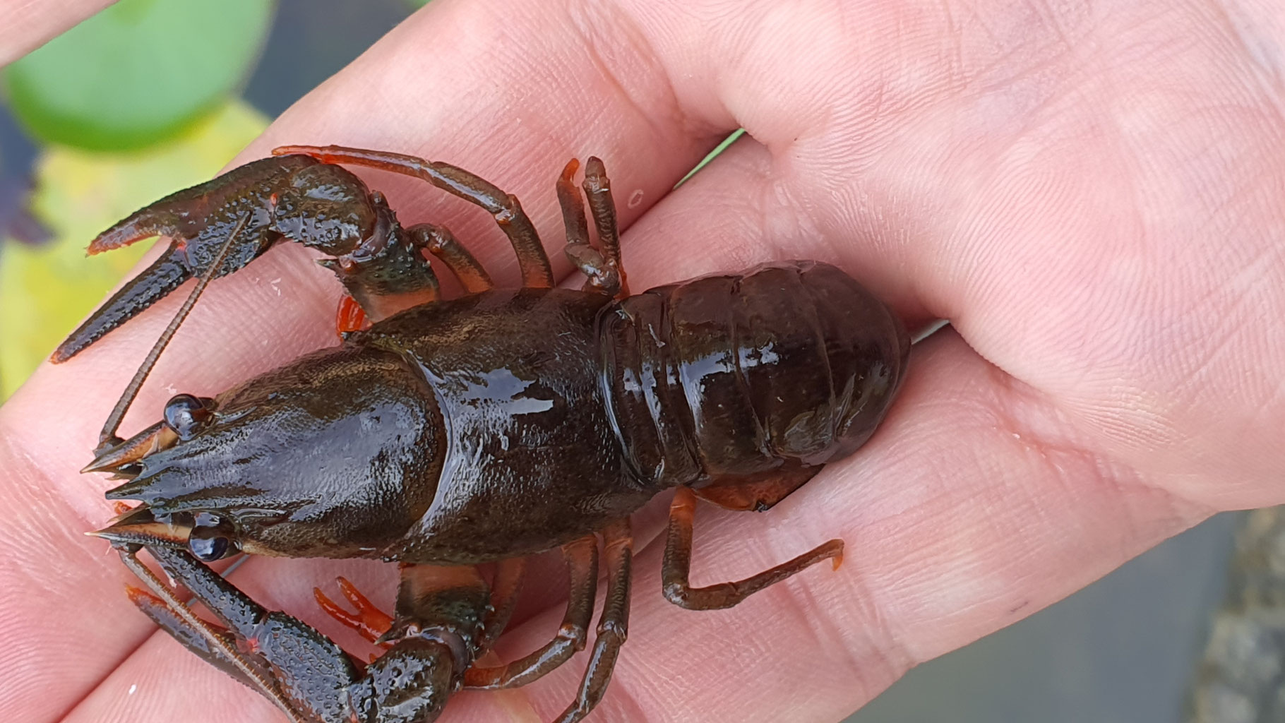 Krebse kaufen zum Essen in höchster Bio-Qualität - Flusskrebszucht ...