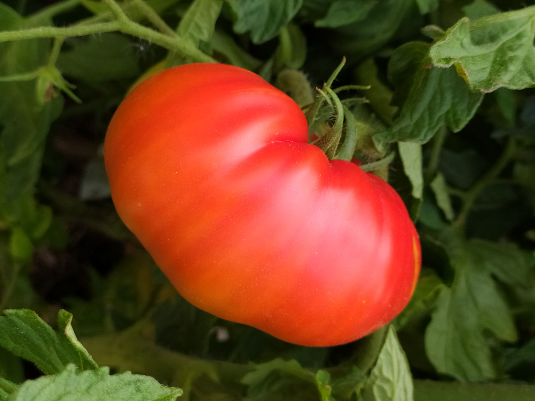 Buschtomaten - himmlischesaatens Webseite!