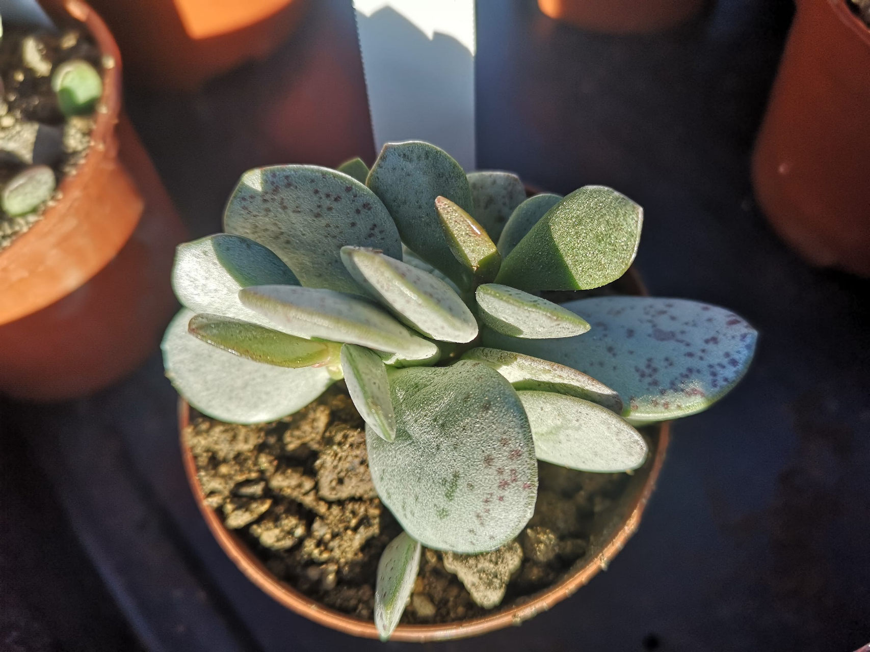 Adromischus – einzigartige Mini-Sukkulenten mit faszinierenden ...