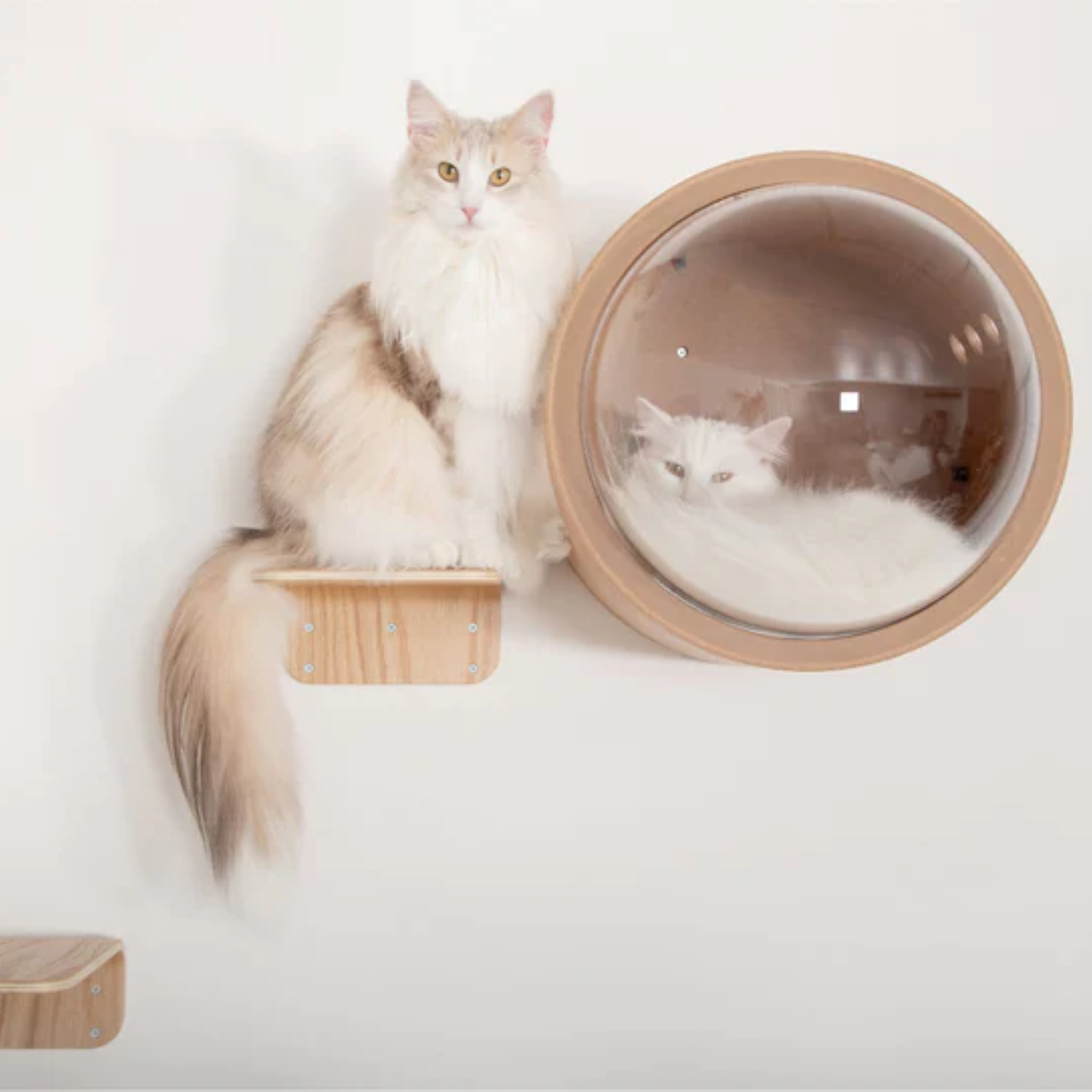 MYZOO-LACK（2pcs）S/M - キャットステップ販売・施工