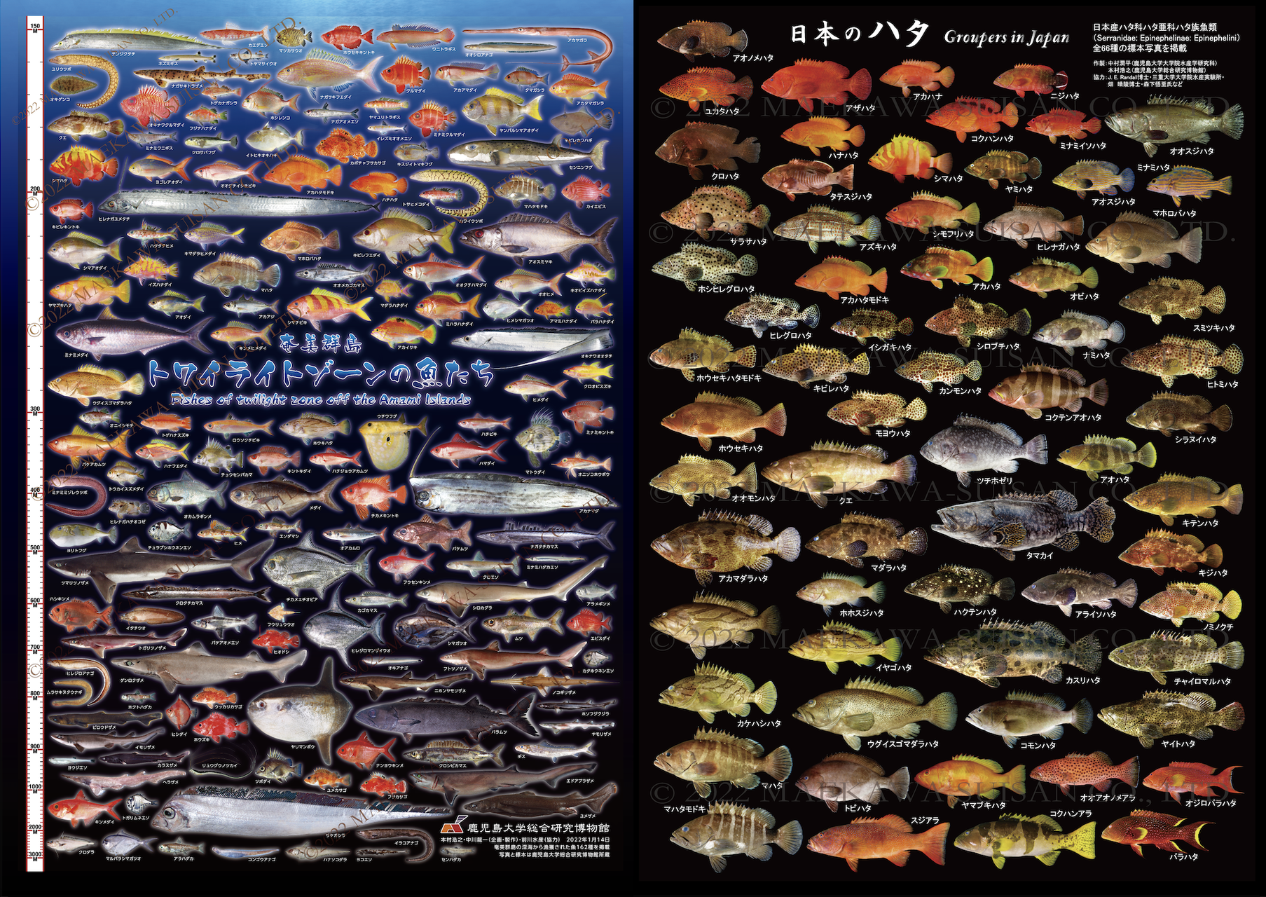 魚類ポスター・夜光貝(殻)【通常配送】 - 奄美近海産、伊勢海老 魚類ポスター・夜光貝(殻)【通常配送】 - 奄美近海産、伊勢海老