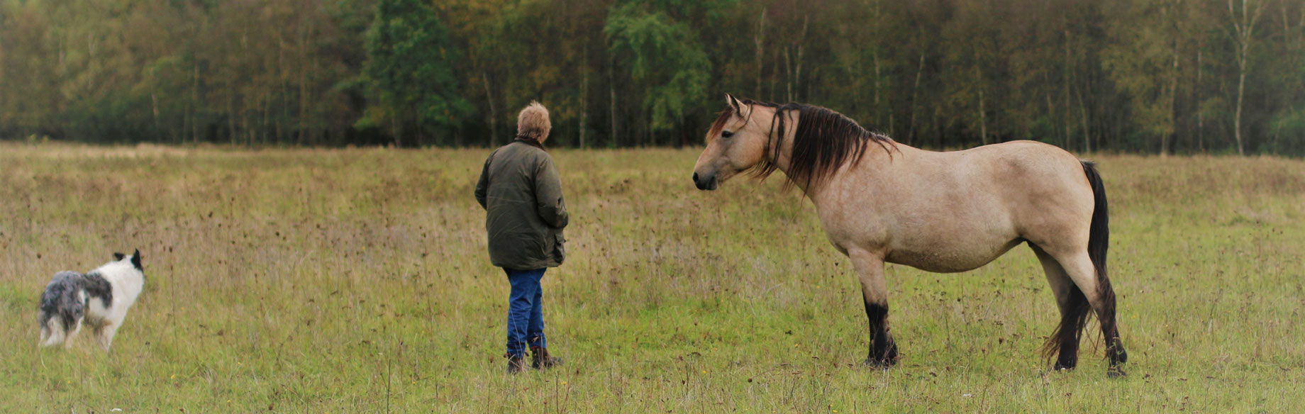 Welcome to our beloved Connemara Ponies in North Germany - springfield ...