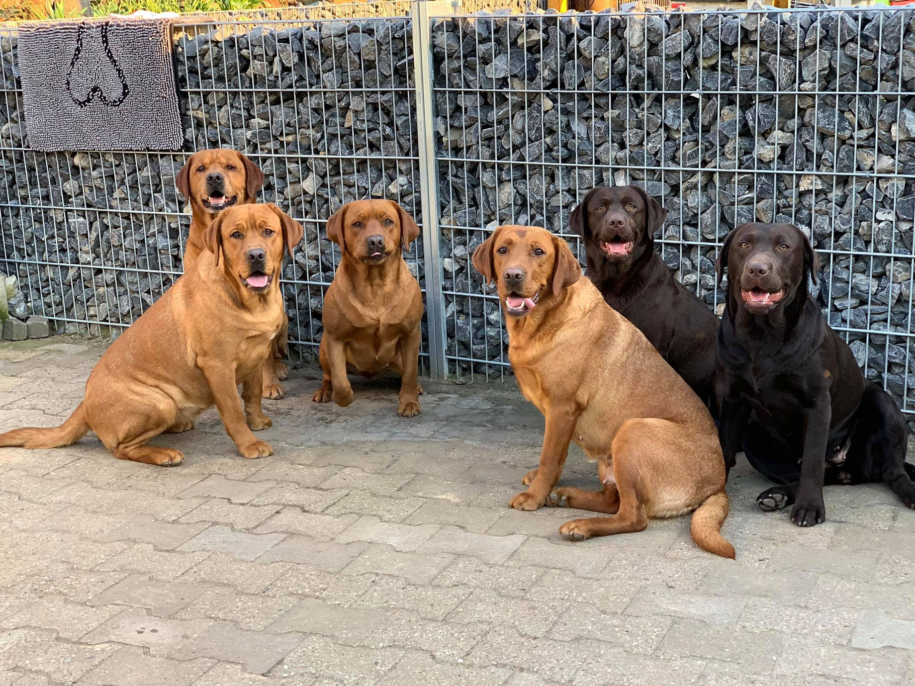 Showlinie ist etwas irreführend, sie impliziert, dass diese Züchtung ...