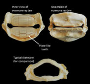 Publications for download - mattkolmann's JimdoPage!