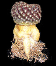 Les racines - Site de tpecactus-clemenceau