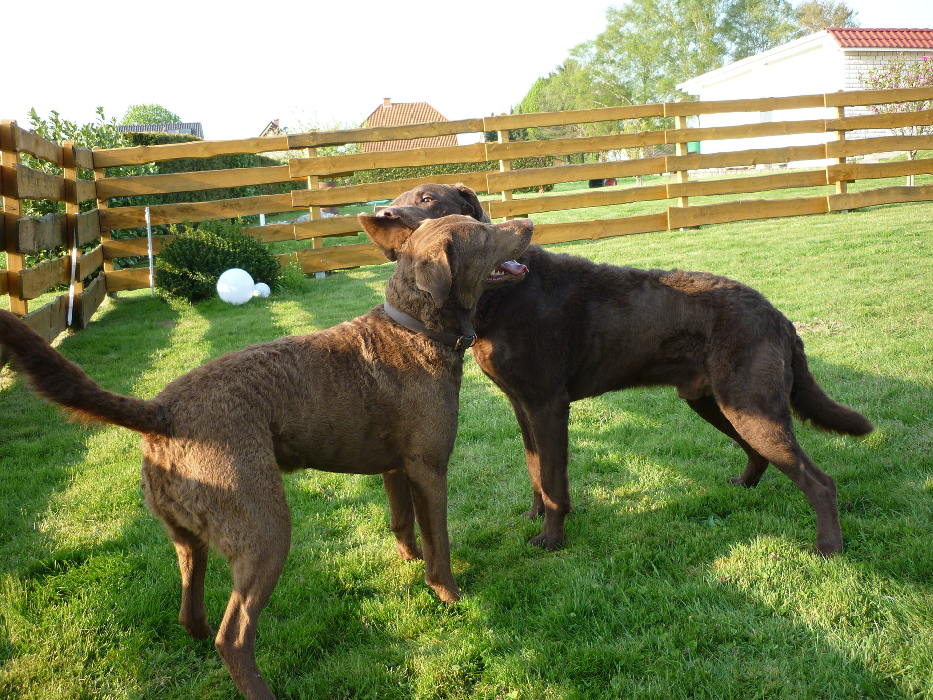 Crosswind's Chesapeake Bay Retriever seit 2002 - CROSSWIND'S ...
