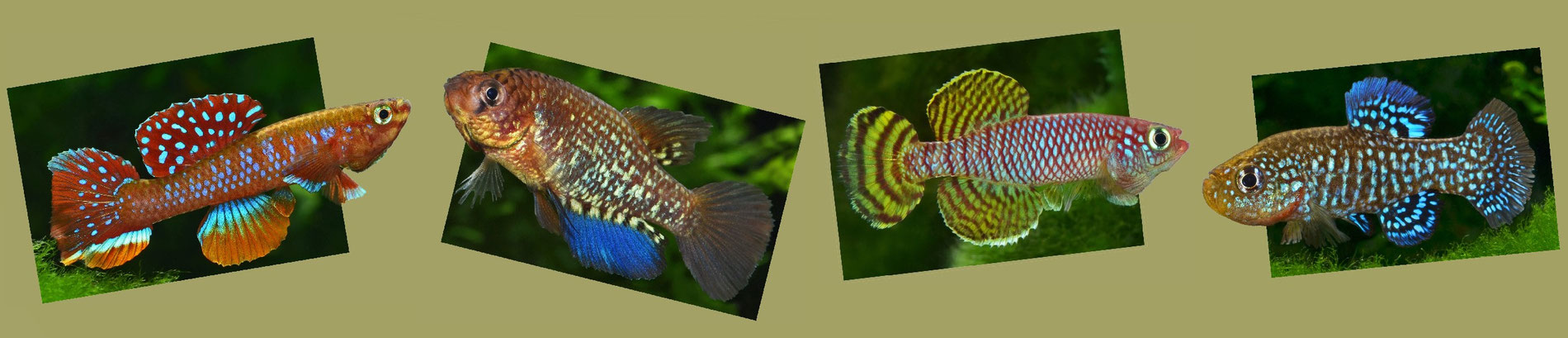 Scriptaphyosemion - Killifische Info
