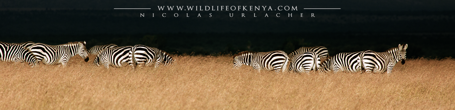 African Wolf - wildlife of kenya by Nicolas Urlacher