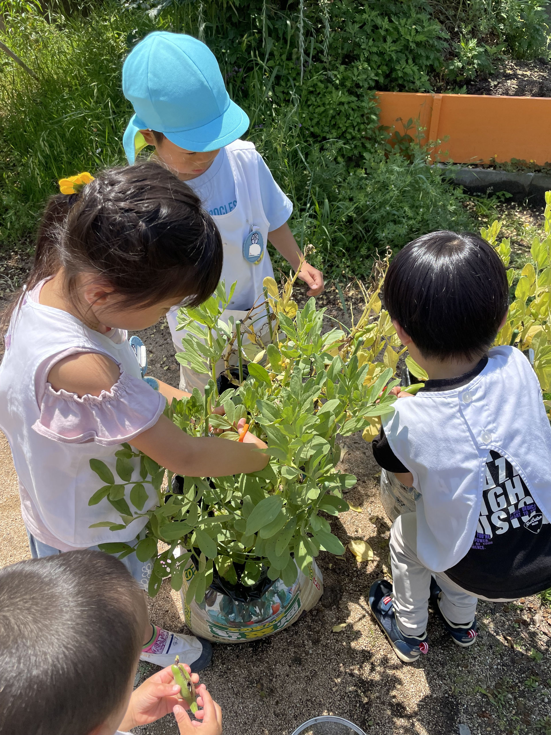 そら豆♪ - fuzoku2020 ページ！