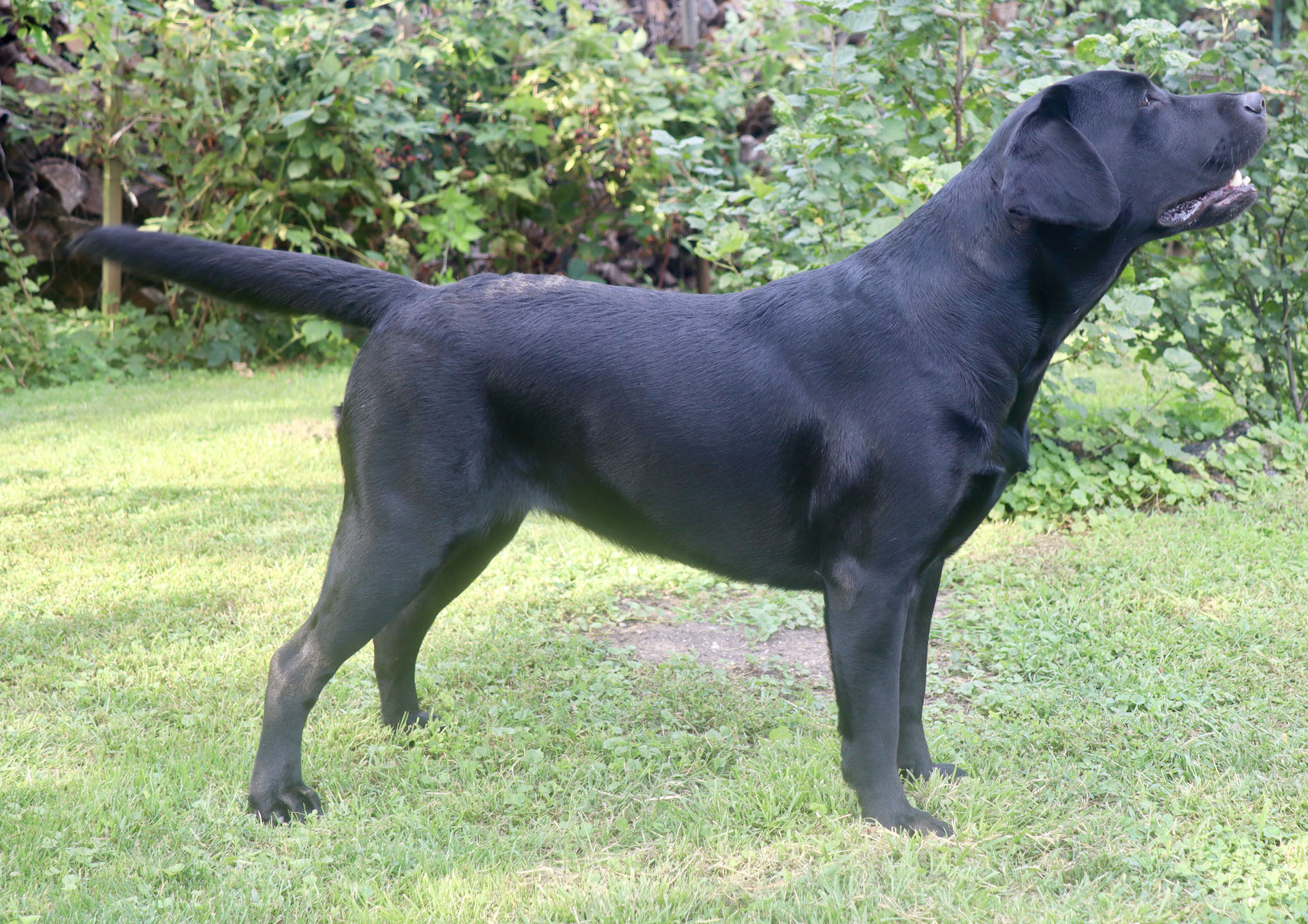 Capronca Nia - baileyscastle-labradors