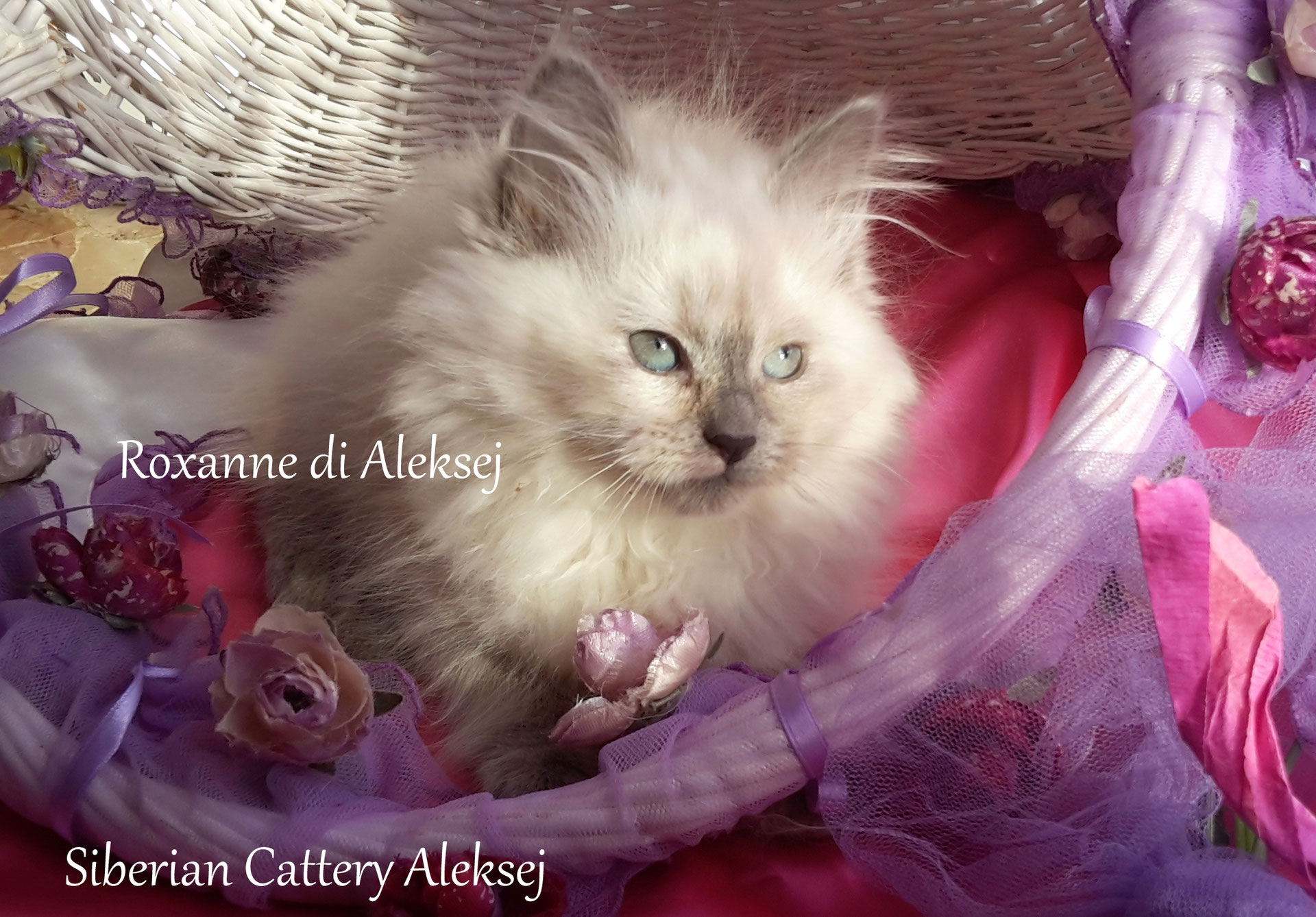 BLUE TORTIE / TORBIE POINT - CUCCIOLI GATTO SIBERIANO DISPONIBILI